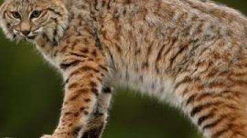 Looking for Native Animals in Your Backyard: Round Canyon | OC Parks